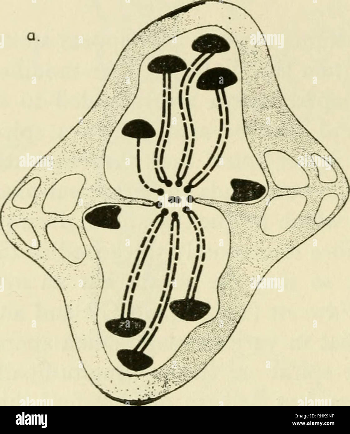 . The biology of cilia and flagella. Cilia and ciliary motion; Flagella ...
