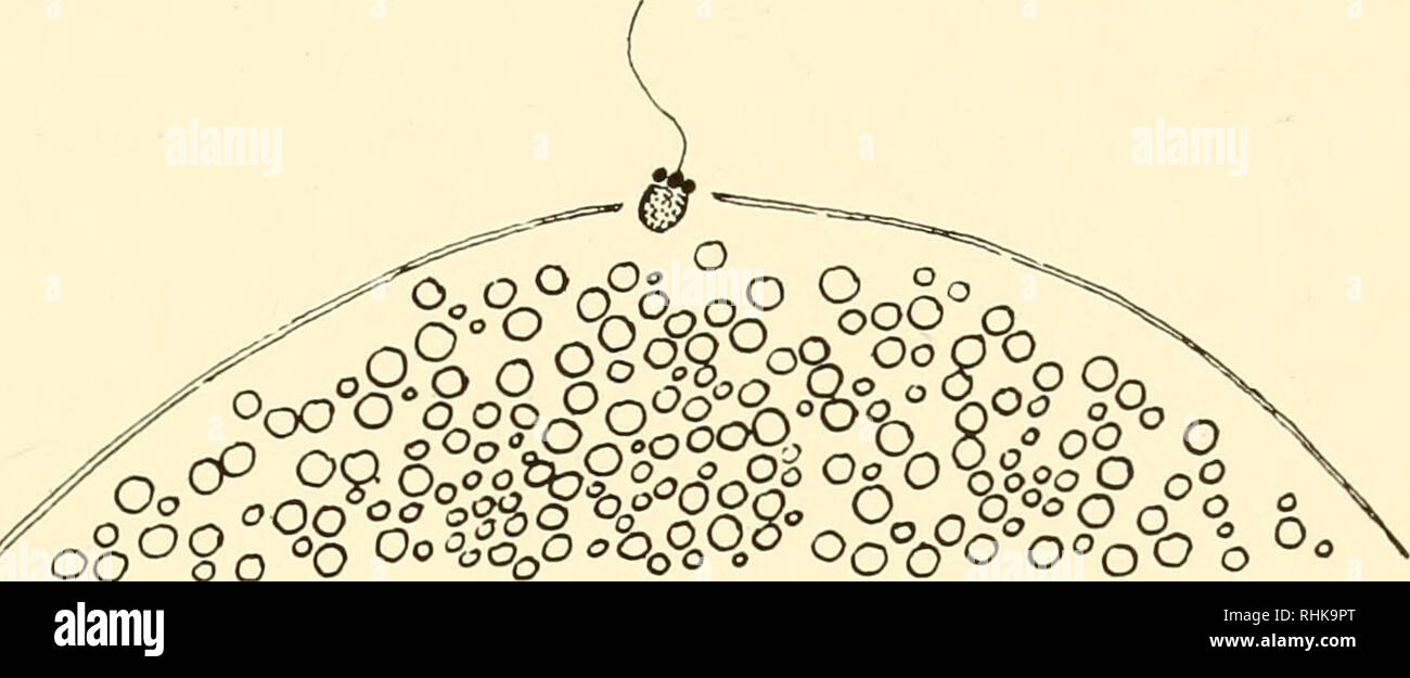 Fertilization Biology