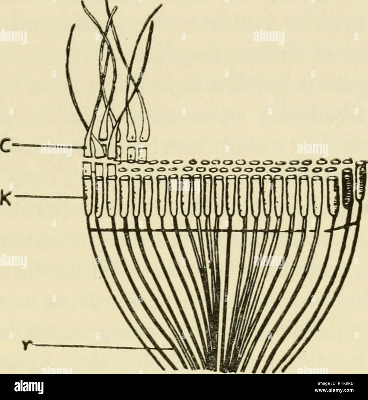 . The biology of cilia and flagella. Cilia and ciliary motion; Flagella ...