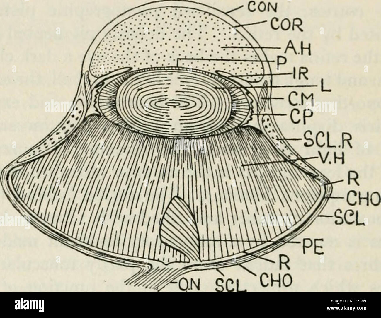 Eagle Eye Anatomy Structure Eagle Eyes PNG Transparent Images Free