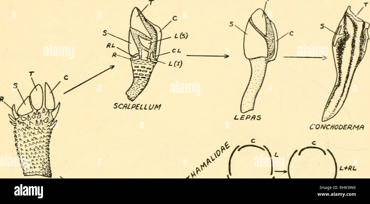 Barnacle Diagram