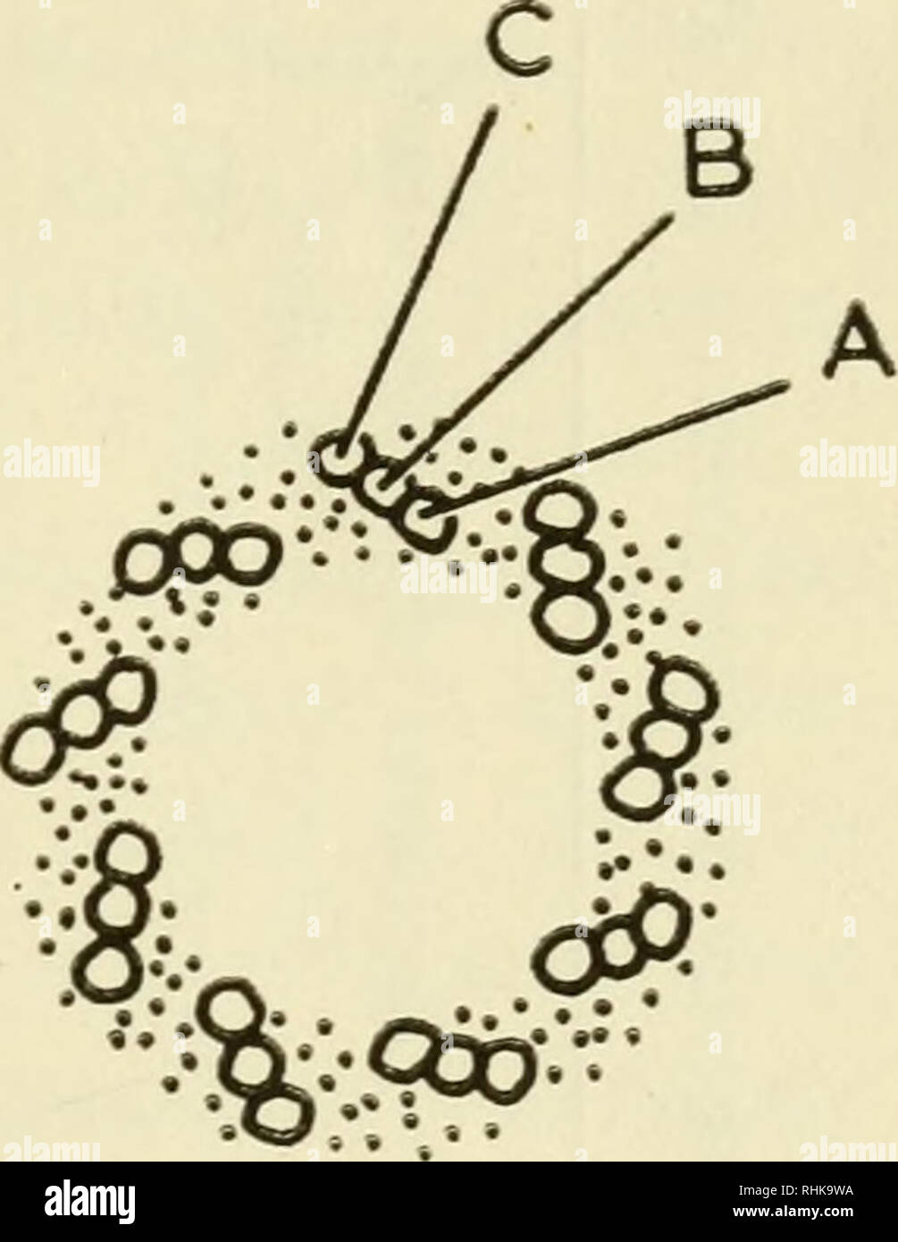 . The biology of cilia and flagella. Cilia and ciliary motion; Flagella ...