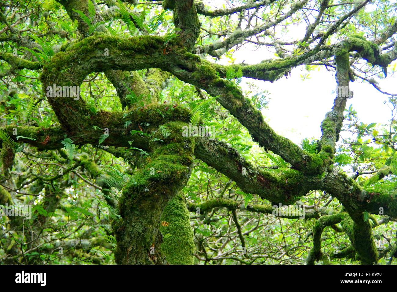 Twisted, Gnarly, Stunted Moss Covered Sessile Oak Trees (Quercus ...