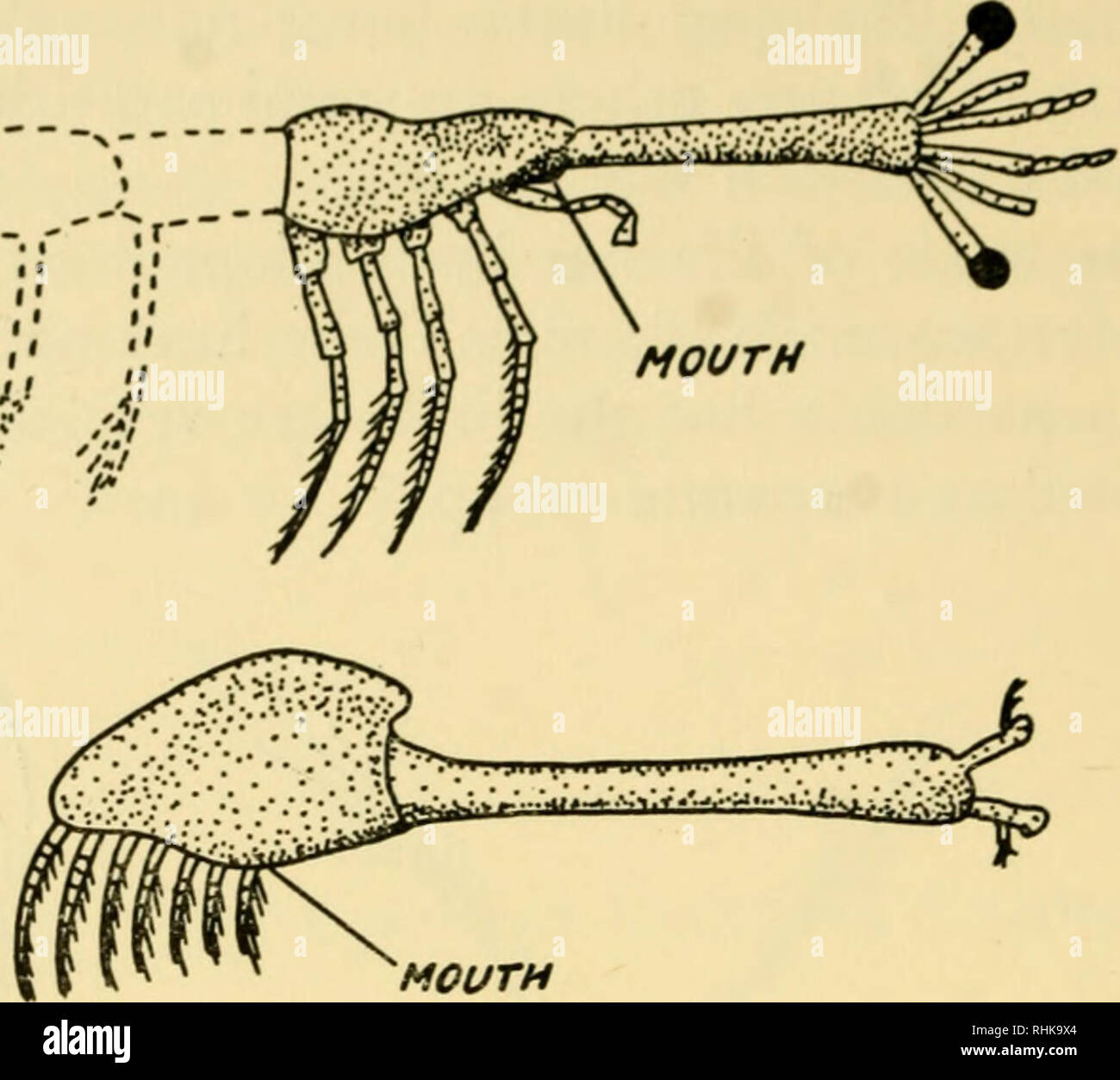 . A biology of Crustacea. Crustacea. IO A BIOLOGY OK CRUSTACEA ii L ...