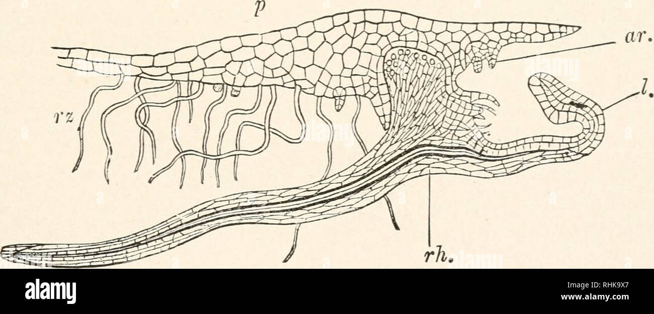 . Biology. Biology. rh. FIG. 51.—Development of the fern embryo. A ...