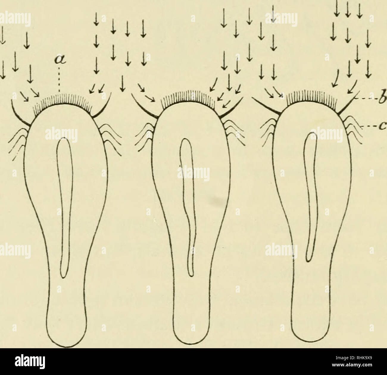 . The biology of cilia and flagella. Cilia and ciliary motion; Flagella ...