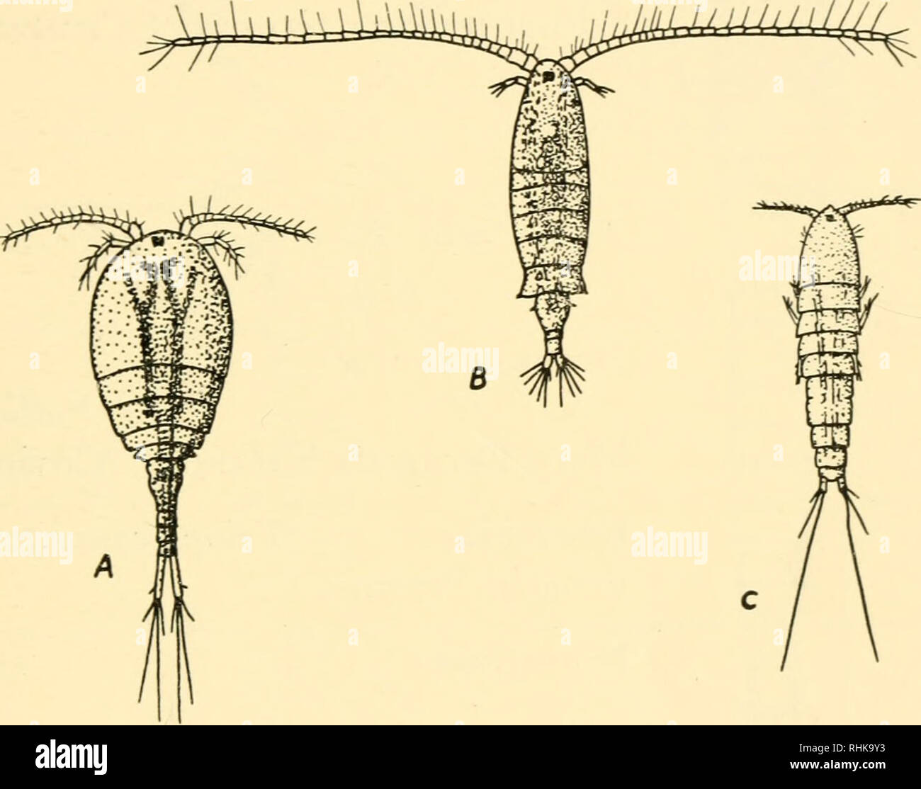 . A biology of Crustacea. Crustacea. ORIGIN AND RADIATION shell, and it ...