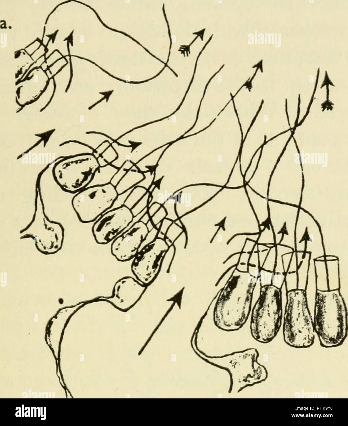 . The biology of cilia and flagella. Cilia and ciliary motion; Flagella ...