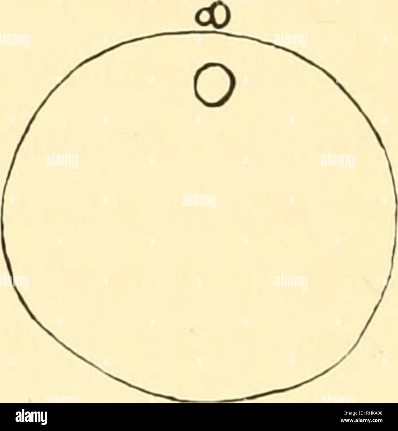 Cytology diagrams hi-res stock photography and images - Alamy