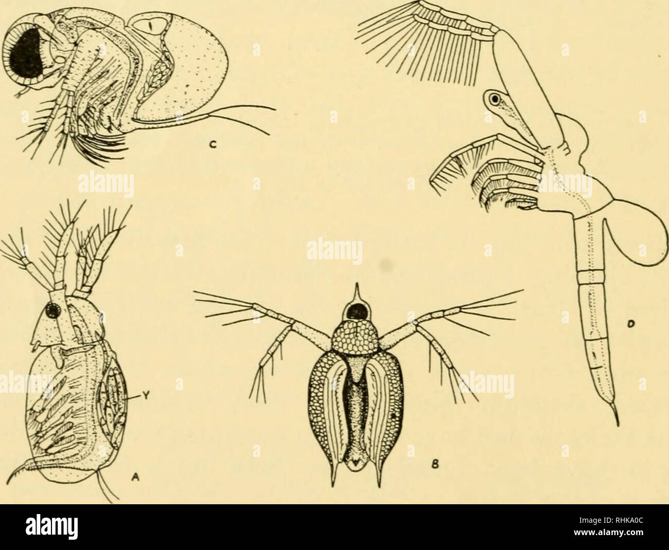. A biology of Crustacea. Crustacea. Fig. 3. Limnadiopsis brichii ...