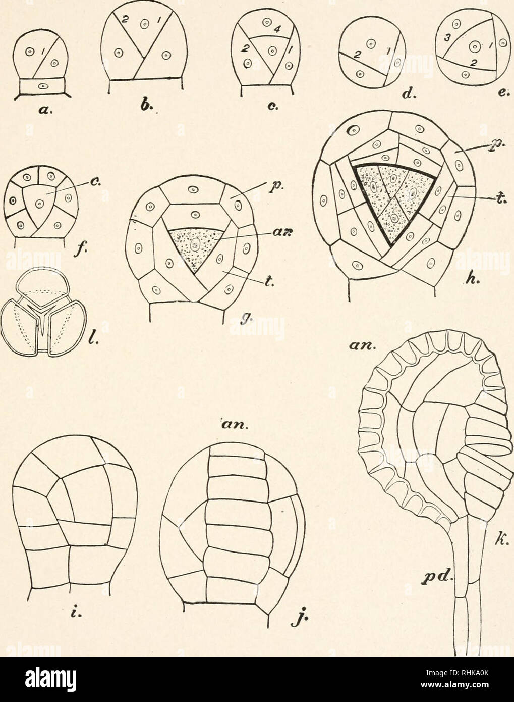 . Biology. Biology. REPRODUCTION OF THE FERN 123 but, like the hydroid ...