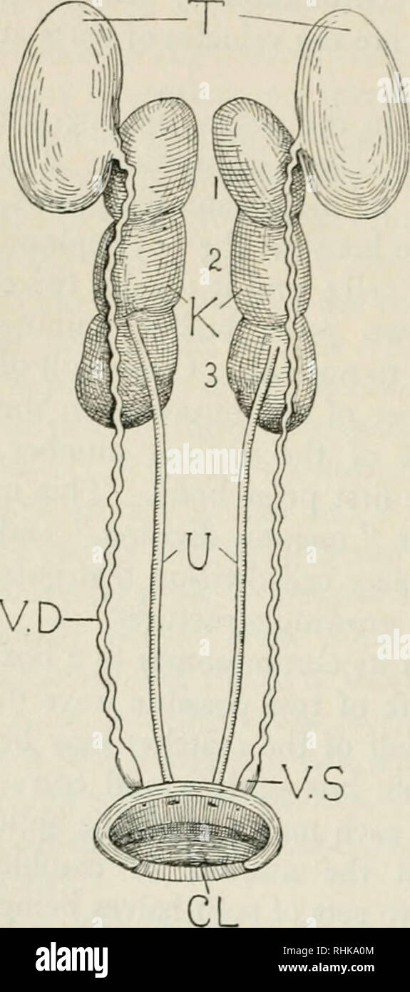 Bird Reproductive System Image Of Birds: Egg In Female Reproductive