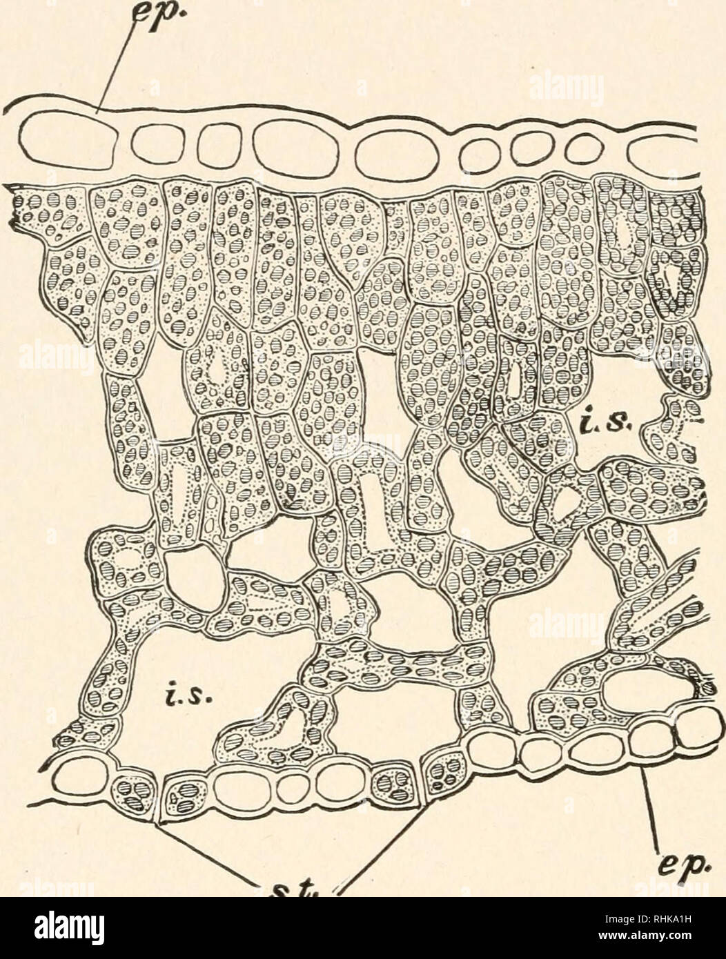 Analogous Structures In Plants