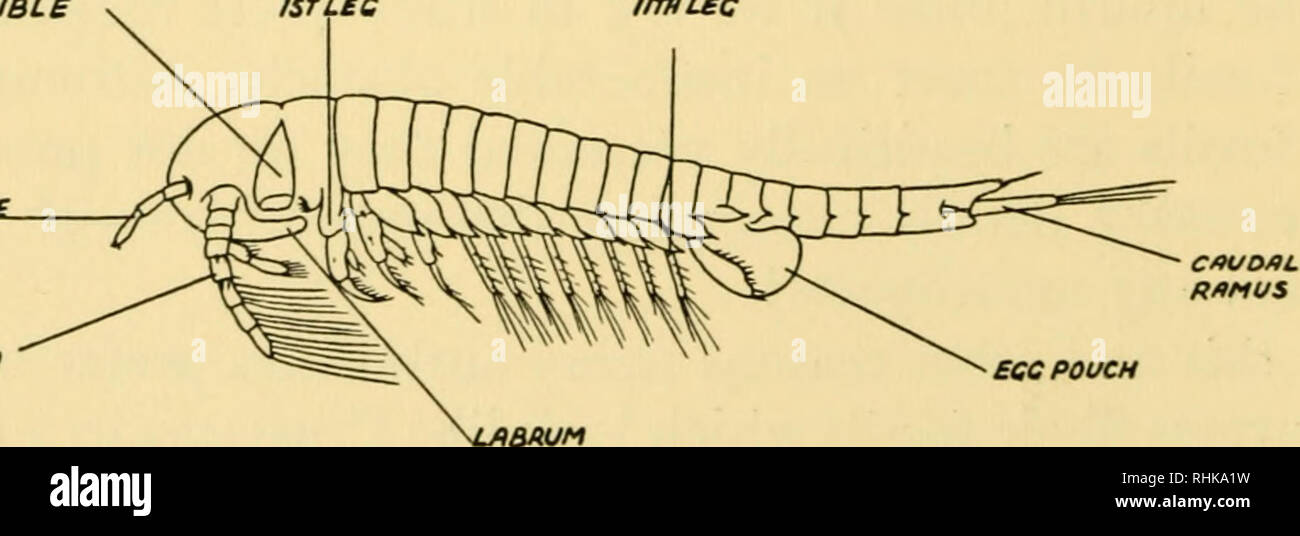 Crustacean Diagram