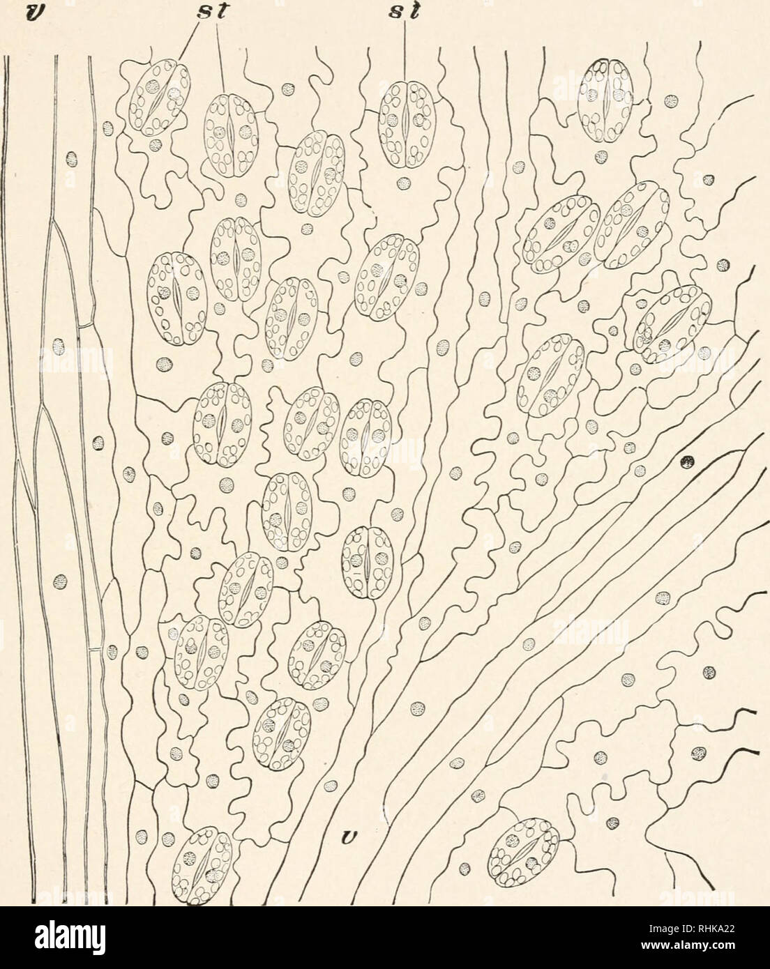 . Biology. Biology. HISTOLOGY OF THE FERN 115 root and every leaf stalk ...