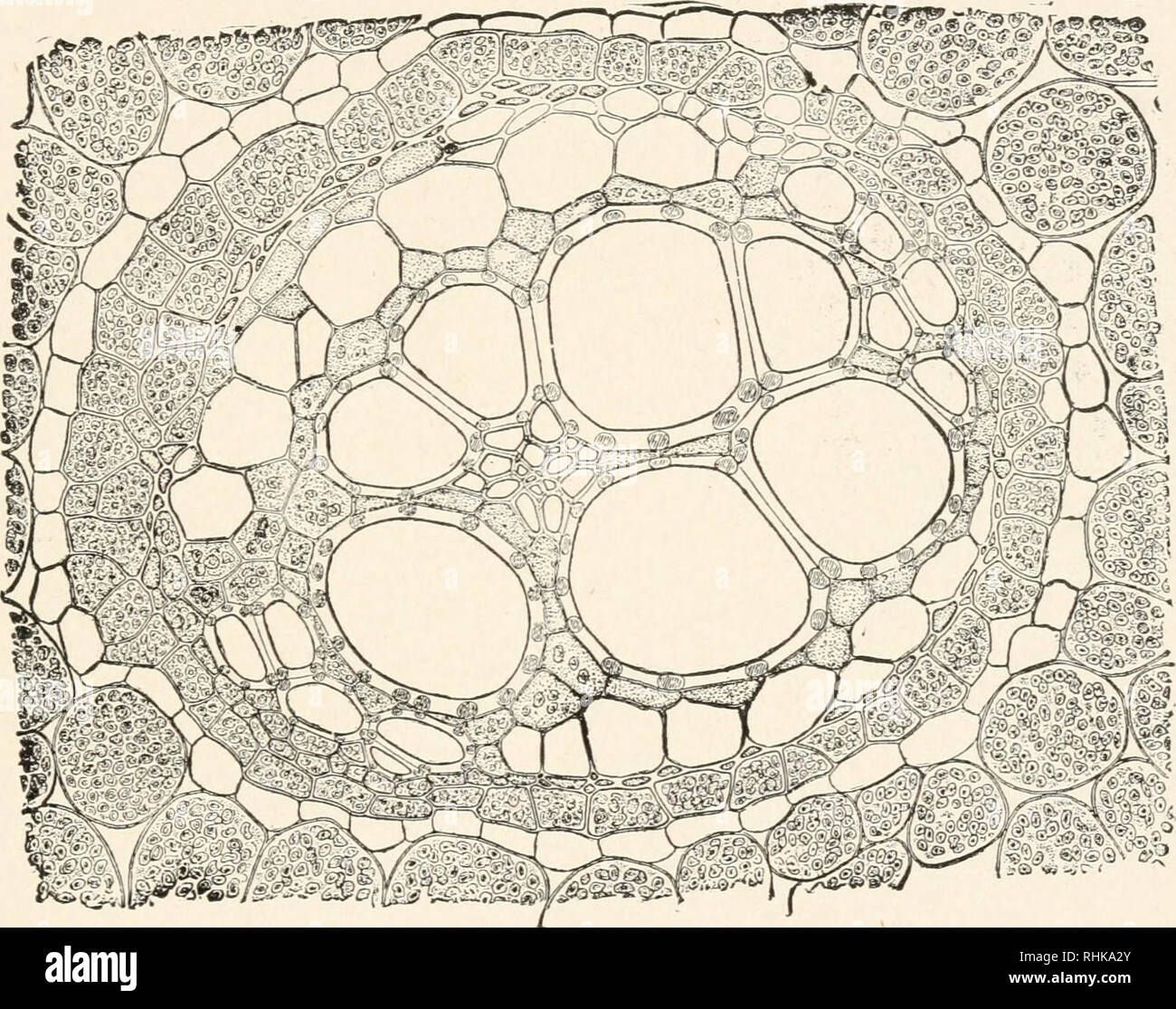 . Biology. Biology. HISTOLOGY OF THE FERN 113 longer than the vertical ...