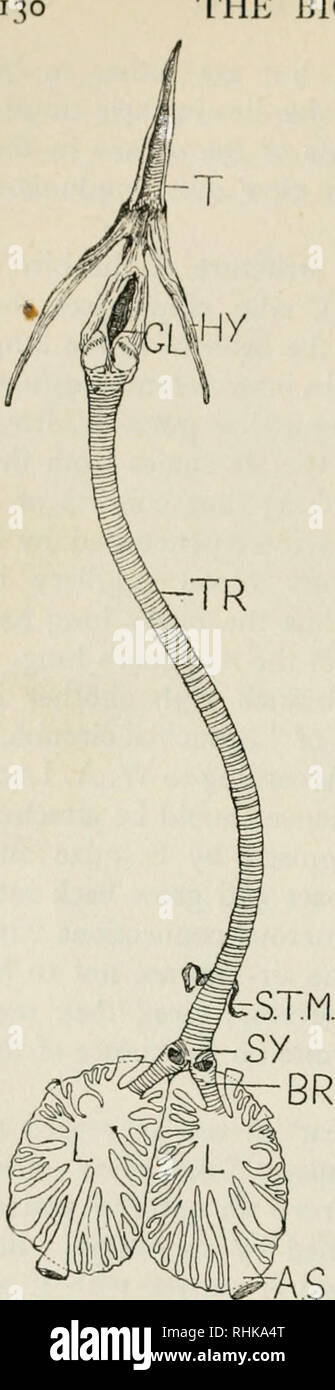 Tracheal pouch hi-res stock photography and images - Alamy