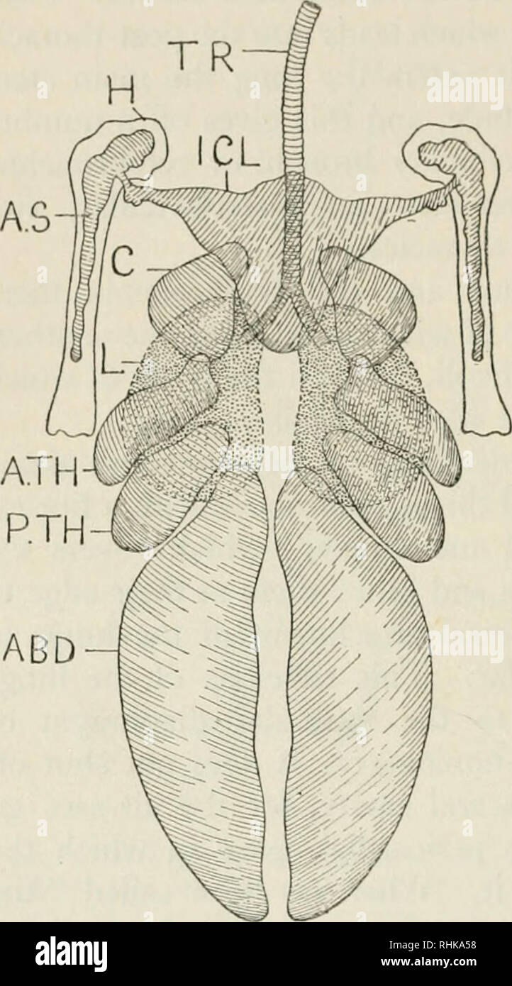 . The biology of birds. Birds. 128 THE BIOLOGY OF BIRDS advantage. When ...