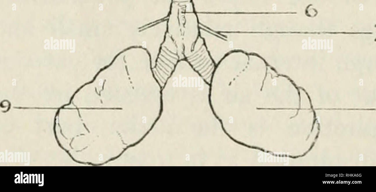 . The biology of birds. Birds. of the windpipe. The cartilages of the ...