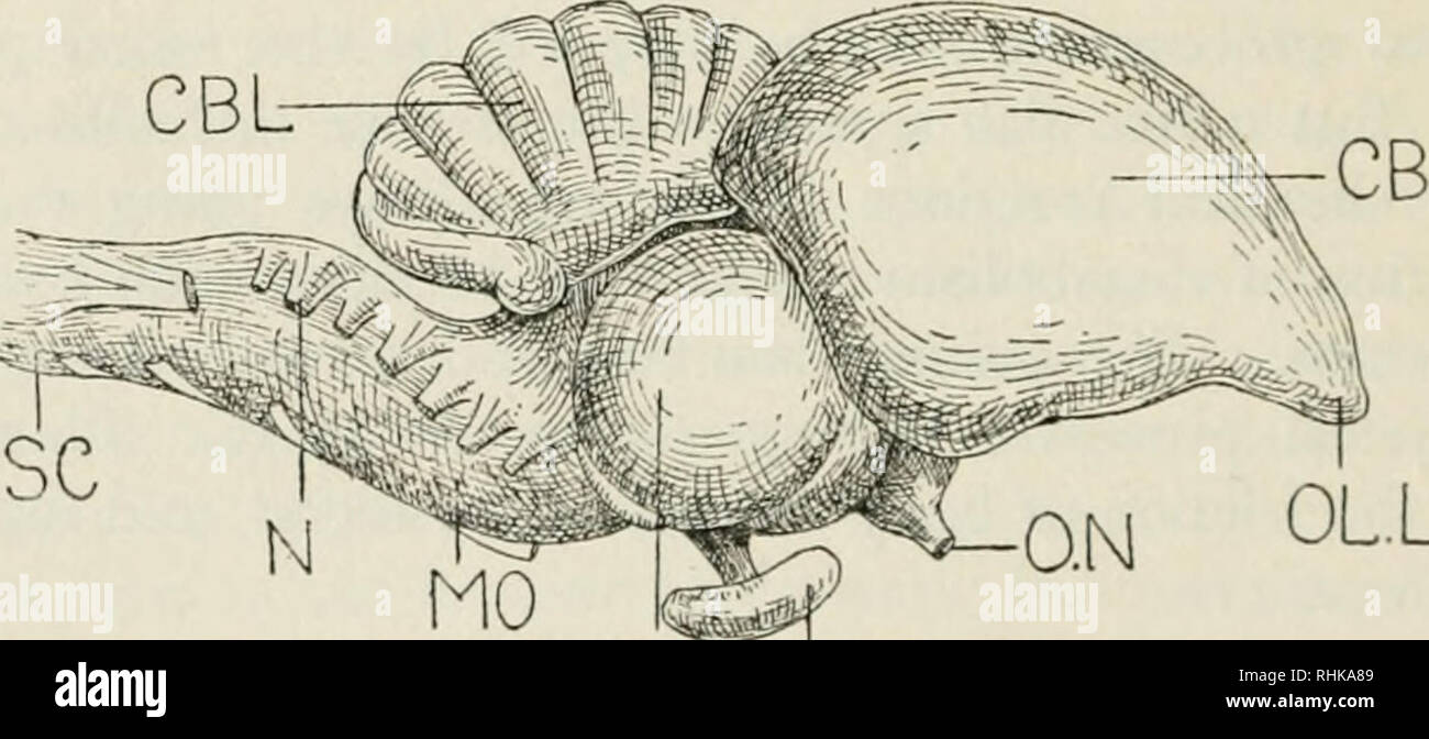 . The biology of birds. Birds. OLL ORL PIT Fig. 27.—The brain of a ...