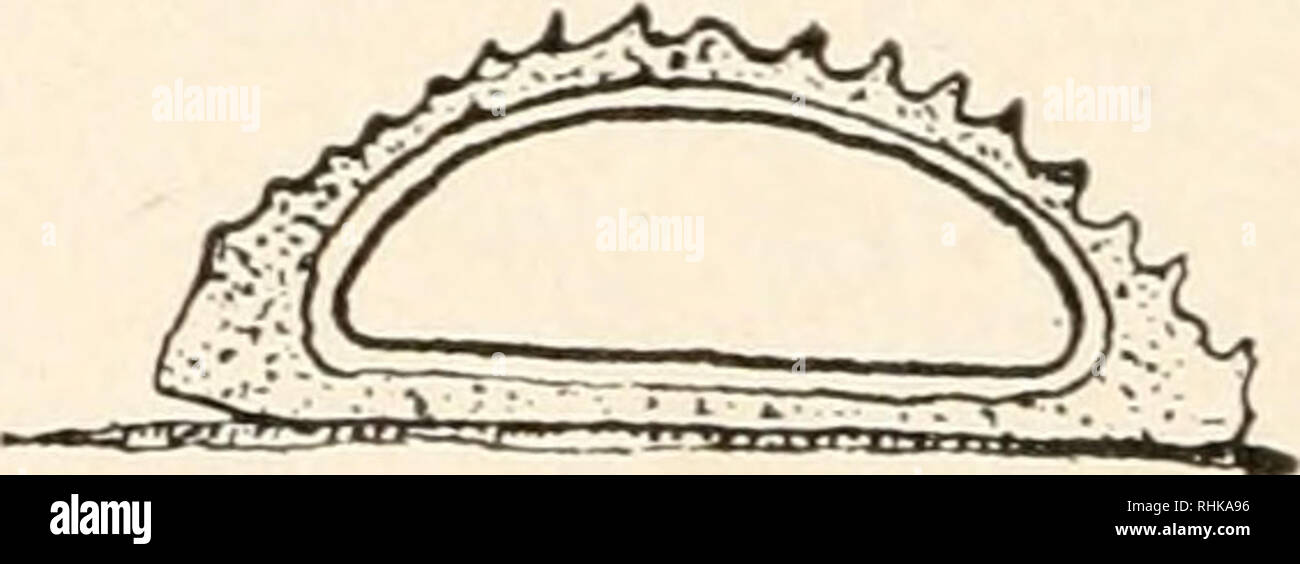 . Biology. Biology. FIG. 38.—The egg of Hydra and its development. A ...