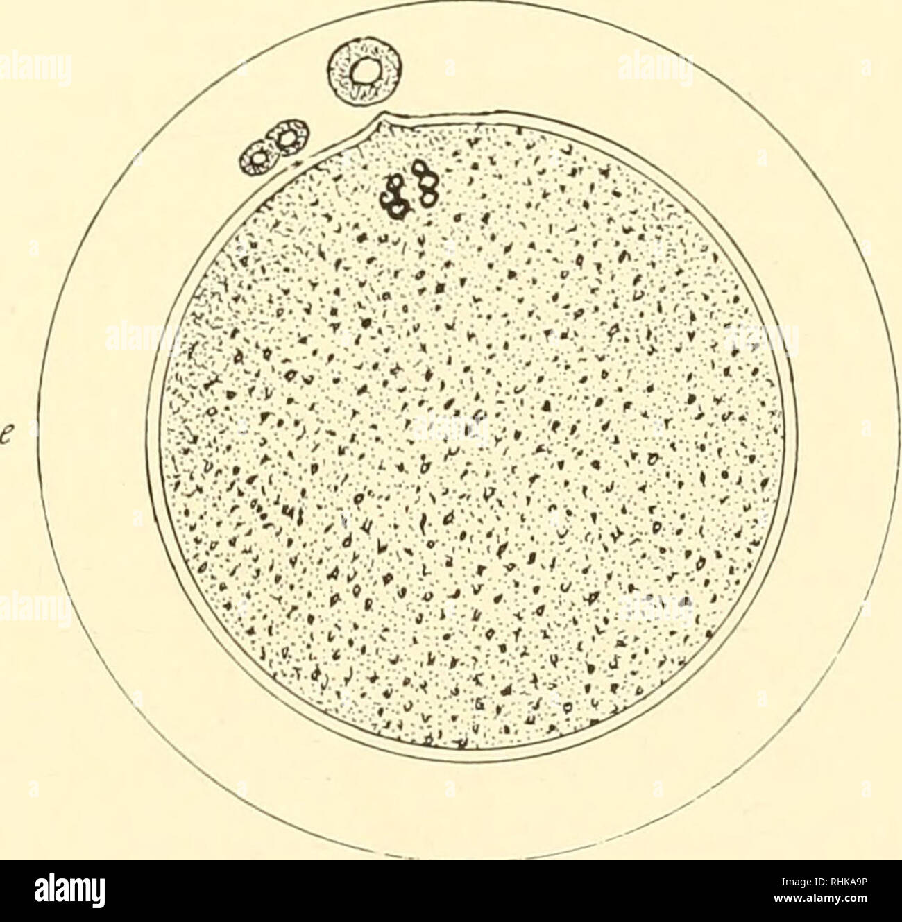 Ectoplasm Stock Photos & Ectoplasm Stock Images - Alamy