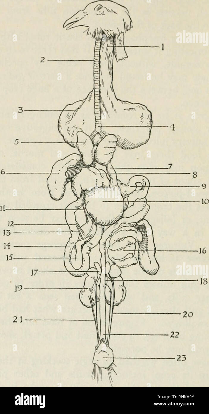 . The biology of birds. Birds. TOO THE BIOLOGY OF BIRDS of the Hoatzin ...