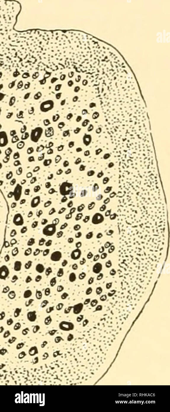 Grantia hi-res stock photography and images - Alamy