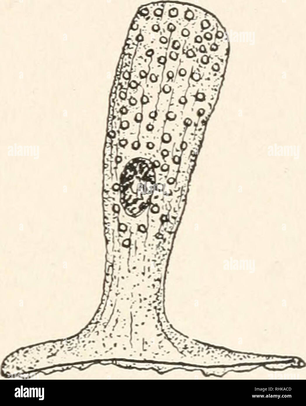 Hypostome hi-res stock photography and images - Alamy