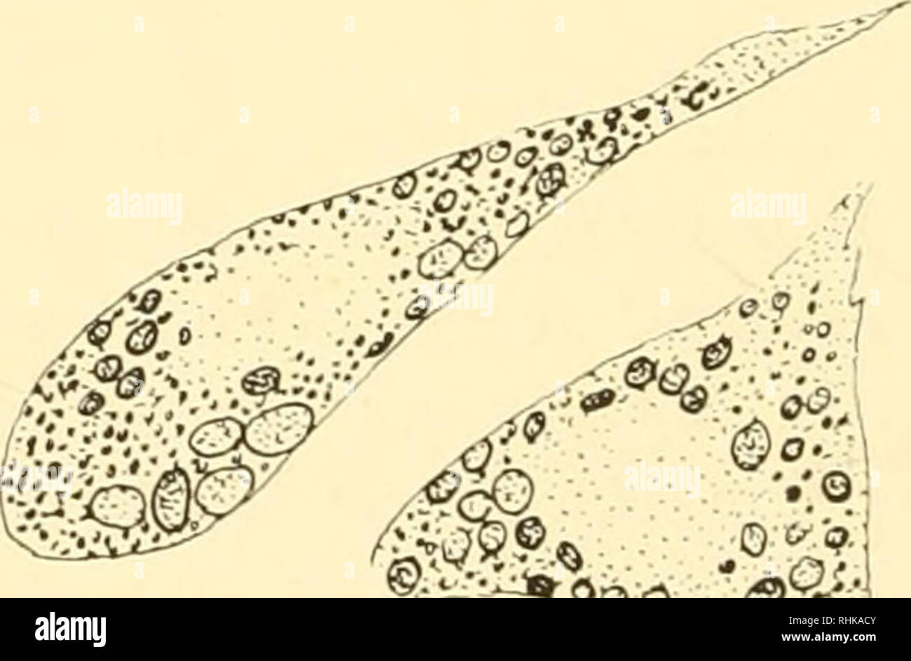Ectoplasm Stock Photos & Ectoplasm Stock Images - Alamy