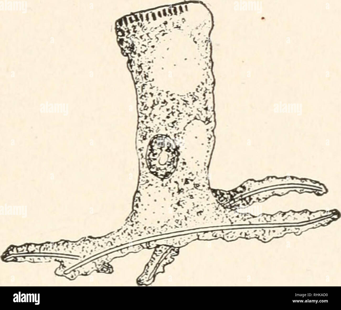 . Biology. Biology. HISTOLOGY OF HYDRA 85 (Fig. 35). On the tentacles ...