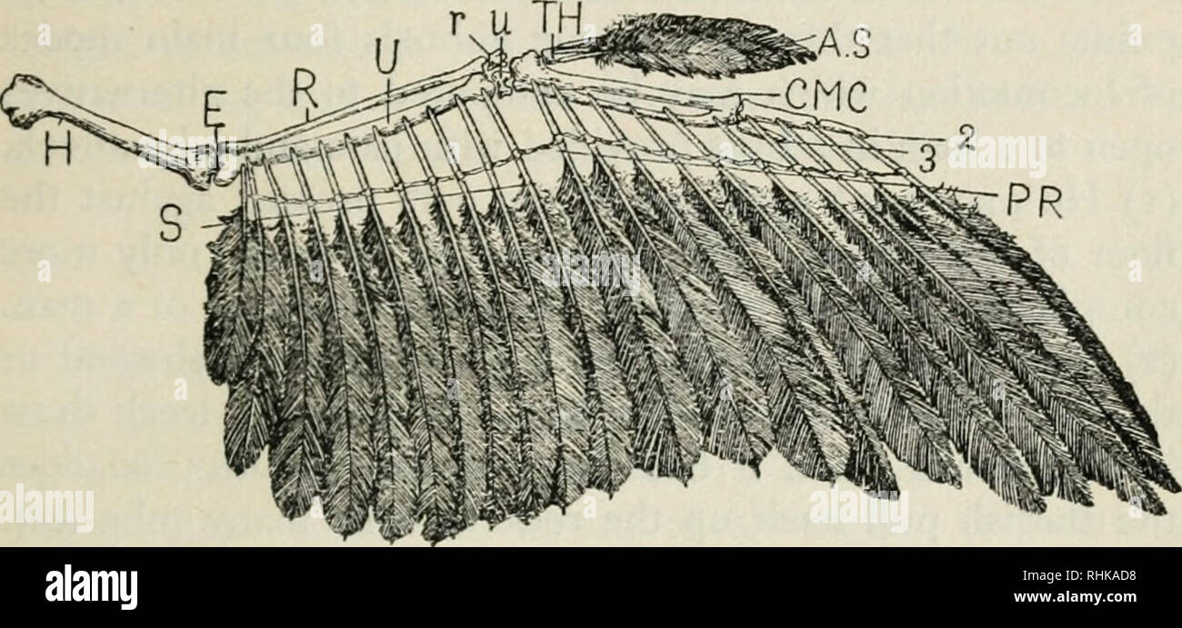 . The biology of birds. Birds. FLIGHT 73 The arched curvature of the ...