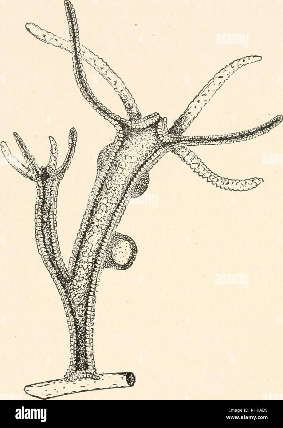 . Biology. Biology. 84 ORGANISMS OF TISSUES ing is made up of the ...