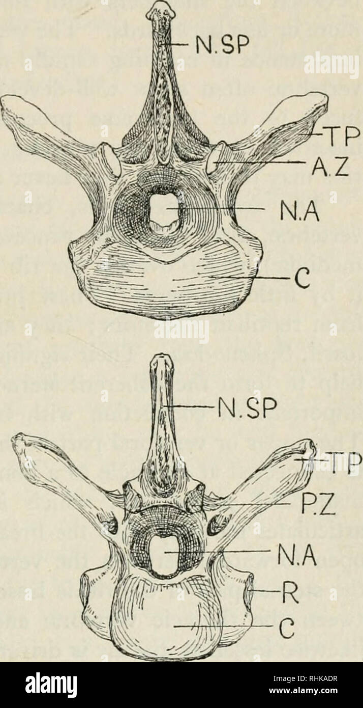 . The biology of birds. Birds. ADAPTATIONS OF THE SKELETON 67 In the ...