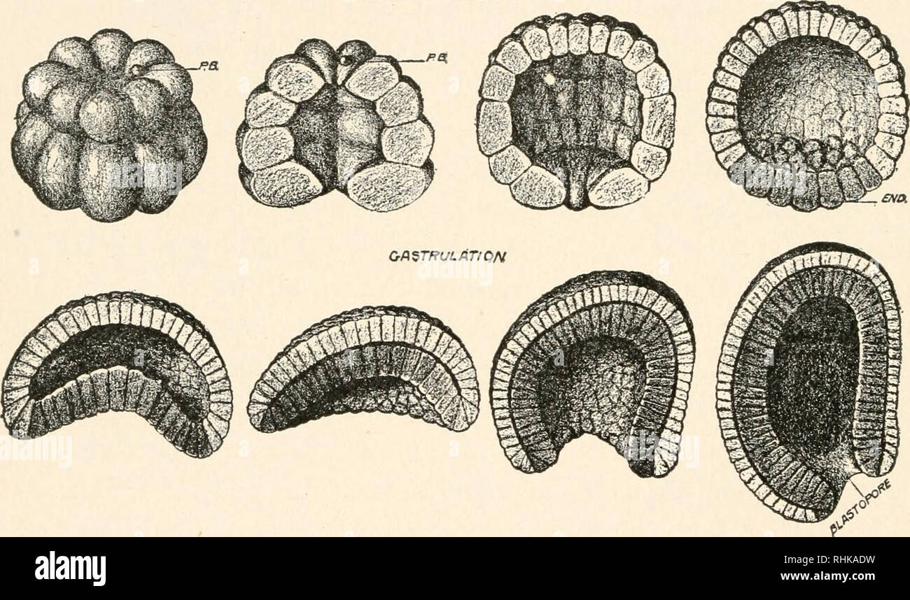 . Biology. Biology. BLASTULff FORWTION. FIG. 33.—Holoblastic cleavage ...