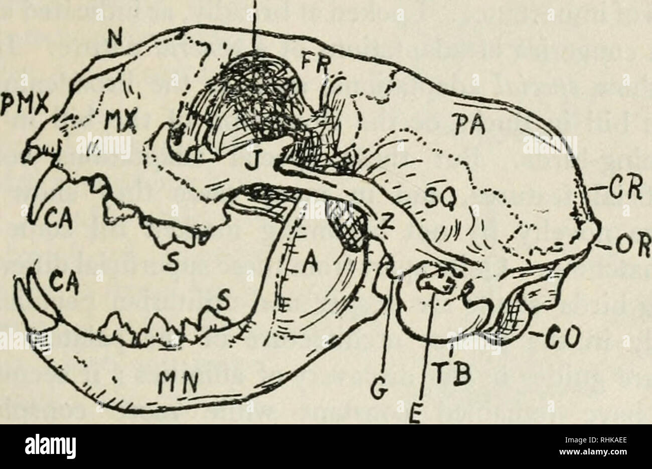 . The biology of birds. Birds. ADAPTATIONS OF THE SKELETON 65 temporal ...