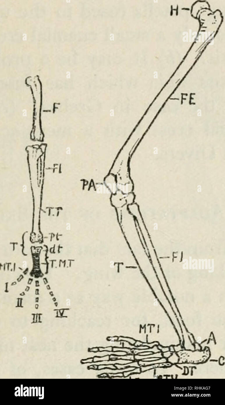Walking skeleton bird hi-res stock photography and images - Alamy