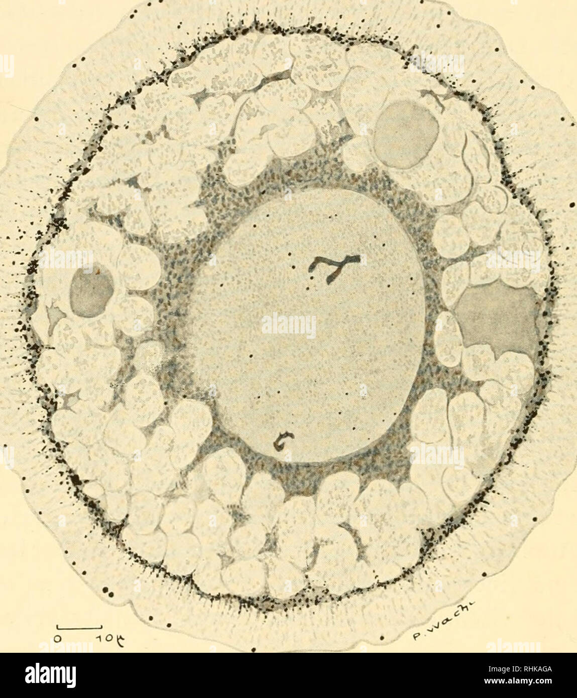 . The biology of the cell surface. Cytology. THE BIOLOGY OF THE CELL ...