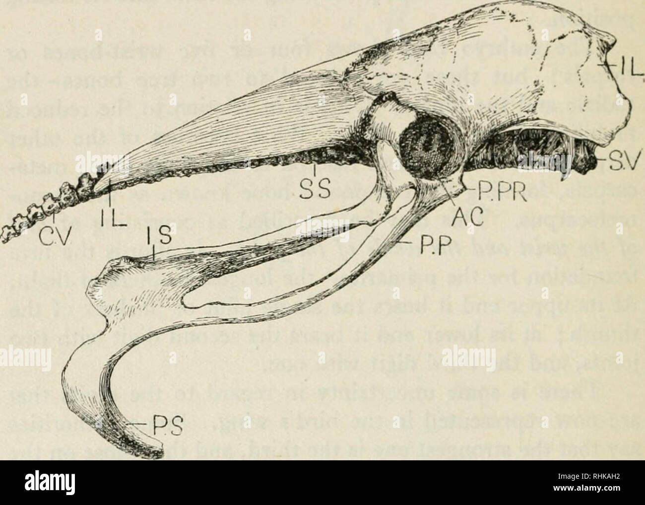. The biology of birds. Birds. 56 THE BIOLOGY OF BIRDS ranked as an ...