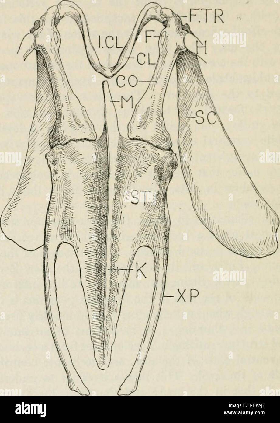 . The biology of birds. Birds. 50 THE BIOLOGY OF BIRDS the power of ...