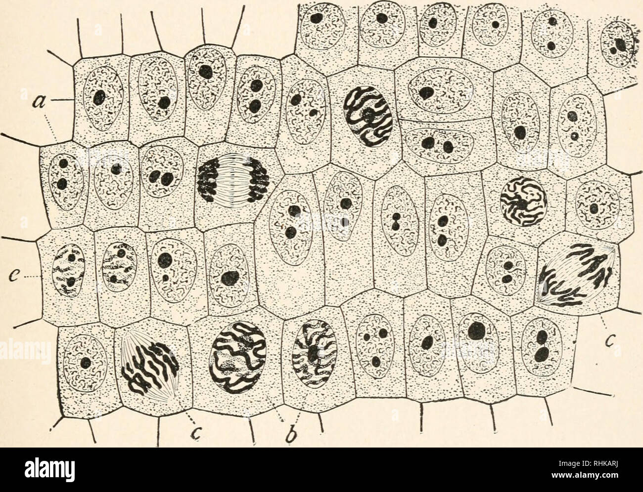 . Biology. Biology. CELL STRUCTURE 27 that this living substance, which ...