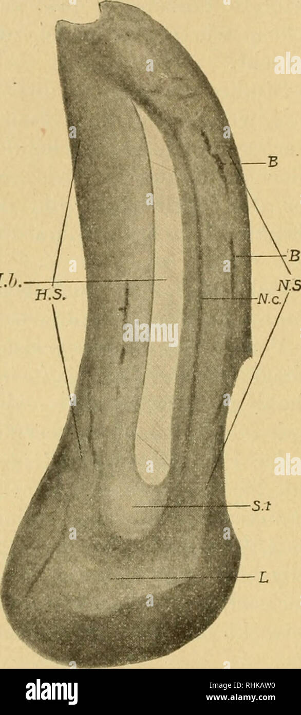 Ductus reuniens hi-res stock photography and images - Alamy