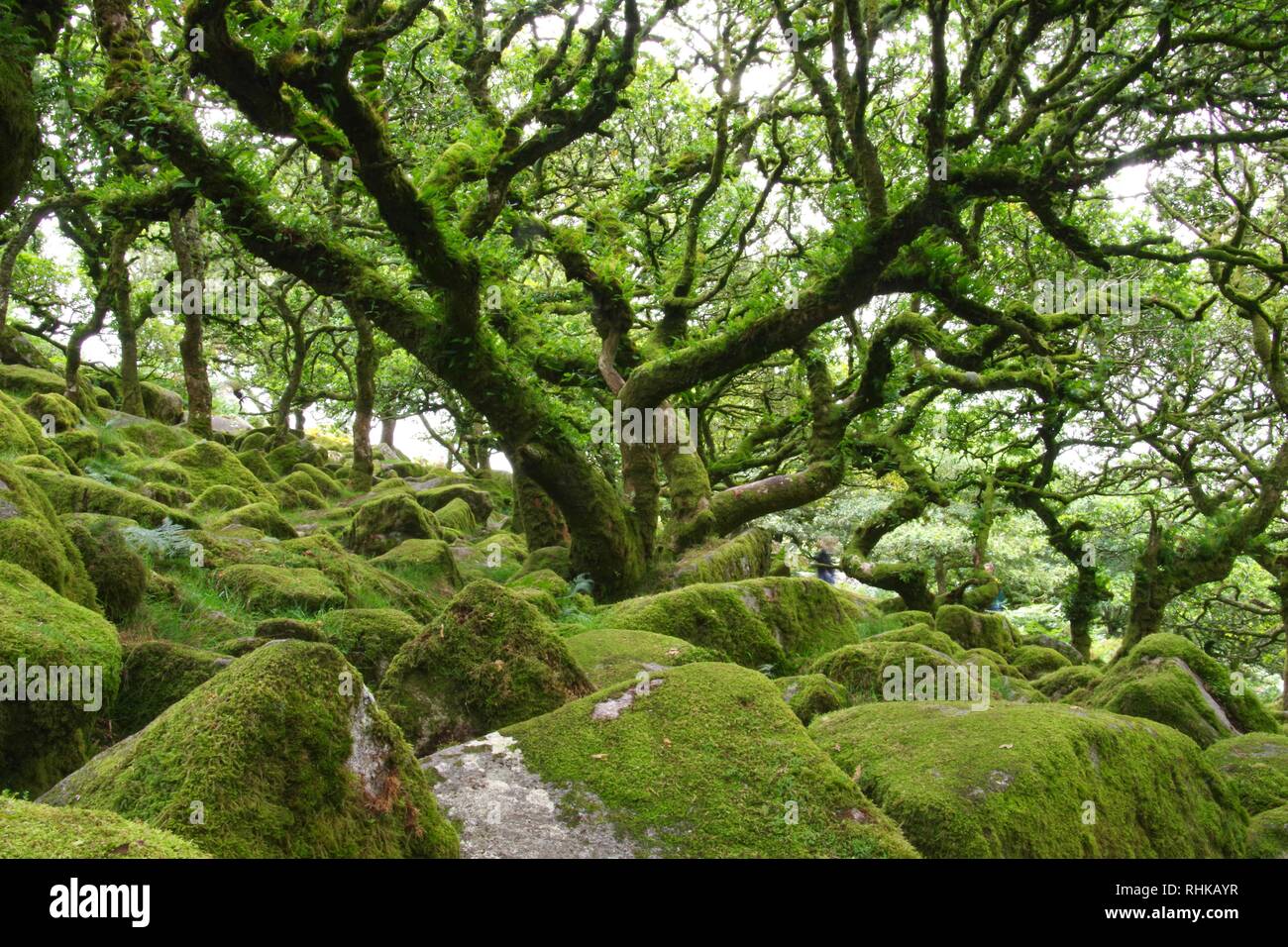 Twisted, Gnarly, Stunted Moss Covered Sessile Oak Trees (Quercus ...