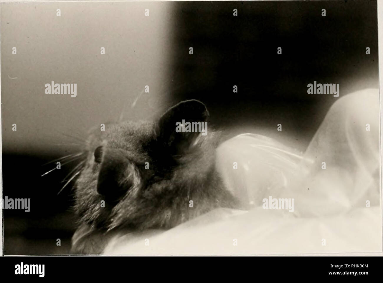 Cutaneous leishmaniasis hi-res stock photography and images - Alamy