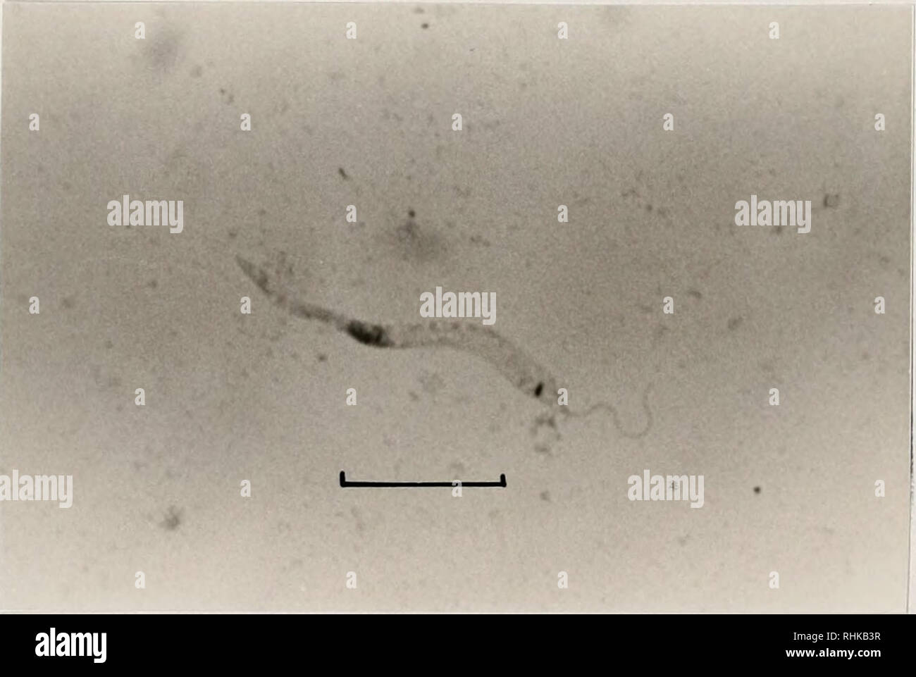 Promastigote hi-res stock photography and images - Alamy