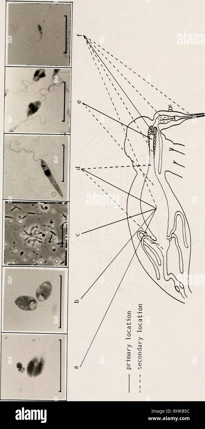 Cutaneous leishmaniasis sand hi-res stock photography and images - Alamy