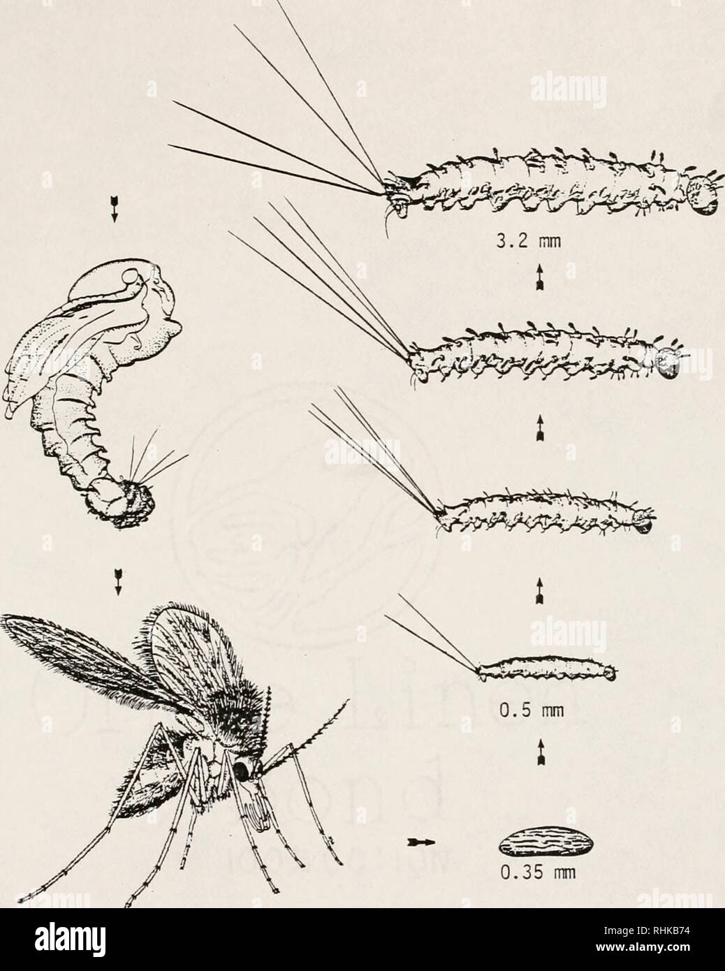 Sand Fly Life Cycle