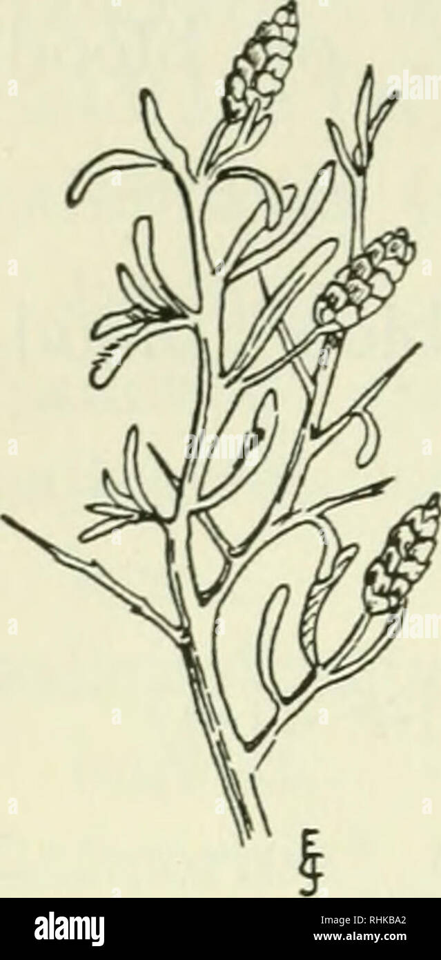 Batos hi-res stock photography and images - Alamy