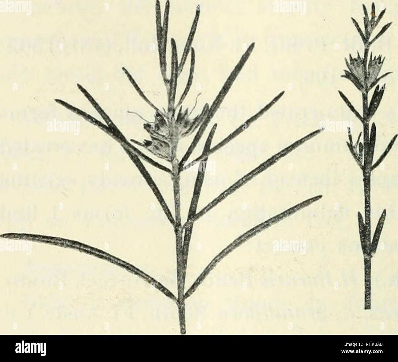 Westringia species hi-res stock photography and images - Alamy