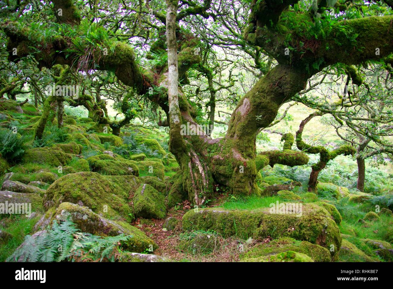 Twisted, Gnarly, Stunted Moss Covered Sessile Oak Trees (Quercus ...